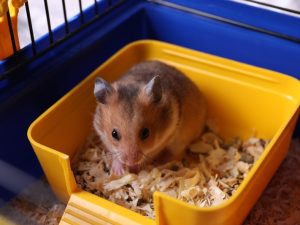 How To Bathe A Hamster – 10 Safe Cleaning Tips – Hamsteropedia