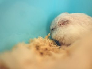 Hamster Body Language: A Quick Guide for New Owners – Hamsteropedia
