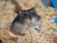 Hamster Mites: How To Treat And Protect Your Pet – Hamsteropedia