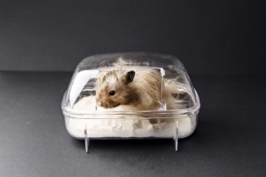 How To Bathe A Hamster – 10 Safe Cleaning Tips – Hamsteropedia