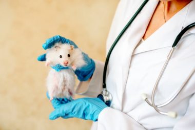 Hamster Diarrhea: Symptoms And Treatment – Hamsteropedia