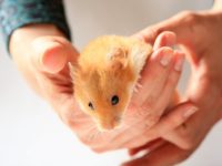 Hamster Mites: How To Treat And Protect Your Pet – Hamsteropedia