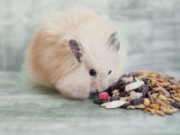 Hamster Body Language: A Quick Guide for New Owners – Hamsteropedia