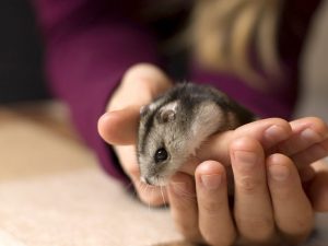 Do Hamsters Have Periods? A Data-Backed Answer – Hamsteropedia