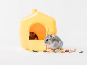 Hamster Body Language: A Quick Guide for New Owners – Hamsteropedia