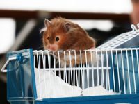 Hamster Diarrhea: Symptoms And Treatment – Hamsteropedia