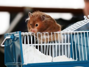 Hamster Body Language: A Quick Guide for New Owners – Hamsteropedia