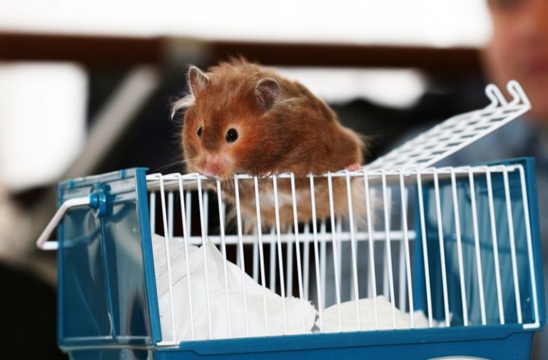 Hamster Pink Eye: What Does It Mean And How To Treat It? – Hamsteropedia