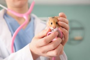 Hamster Skin Infection: Essential Basics To Know – Hamsteropedia