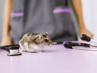 Hamster Diarrhea: Symptoms And Treatment – Hamsteropedia