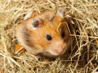 Hamster Body Language: A Quick Guide for New Owners – Hamsteropedia