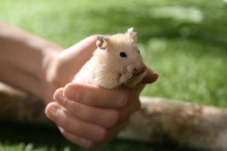 Hamster Leash: Is It An Accessory Worth Considering? – Hamsteropedia