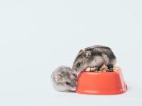 Hamster Mites: How To Treat And Protect Your Pet – Hamsteropedia