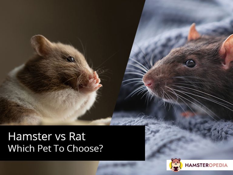 Hamster Vs. Rat: Which Pet To Choose? – Hamsteropedia