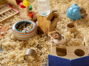 Hamster Skin Infection: Essential Basics To Know – Hamsteropedia